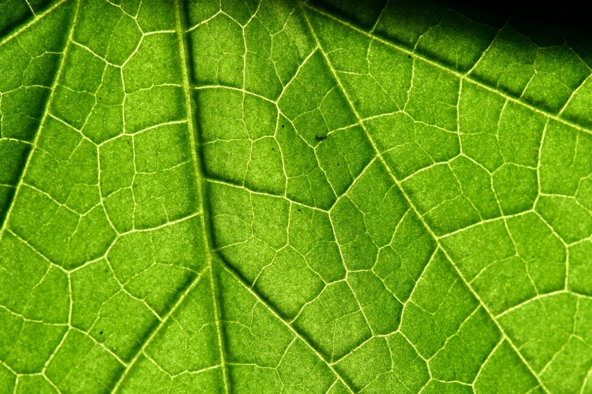 5 Skin Care Facts About Plant Stem Cells ISkinCareReviews 5 Skin Care Facts About Plant Stem Cells ISkinCareReviews